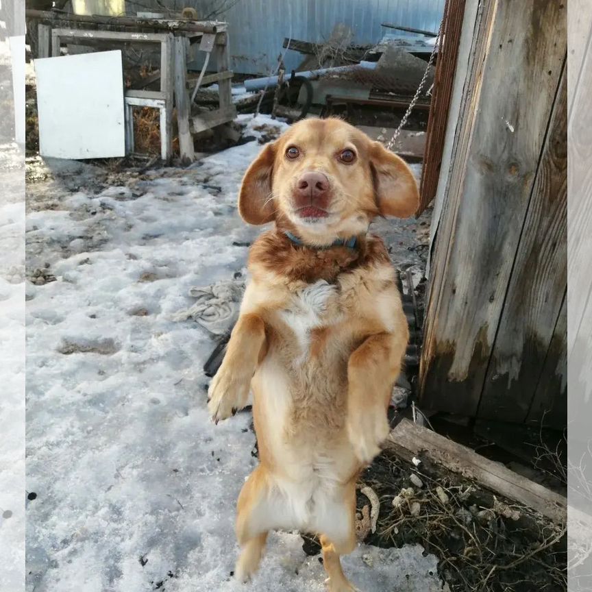Взрослый пёс в добрые руки