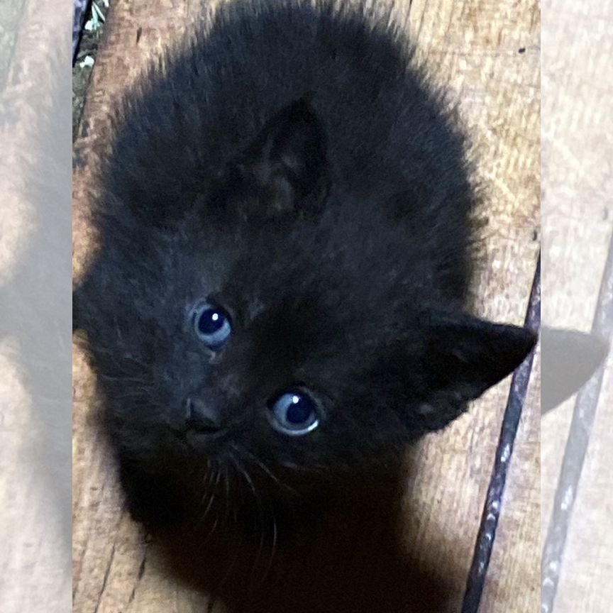 Русский голубой котёнок