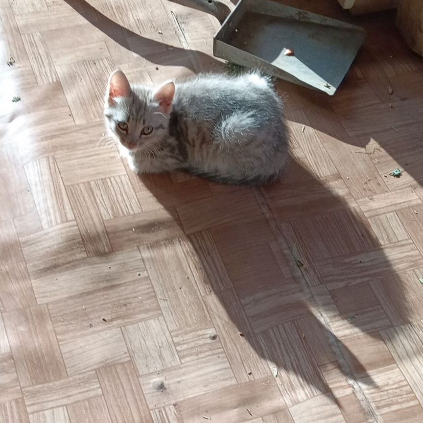 Котёнок в добрые руки