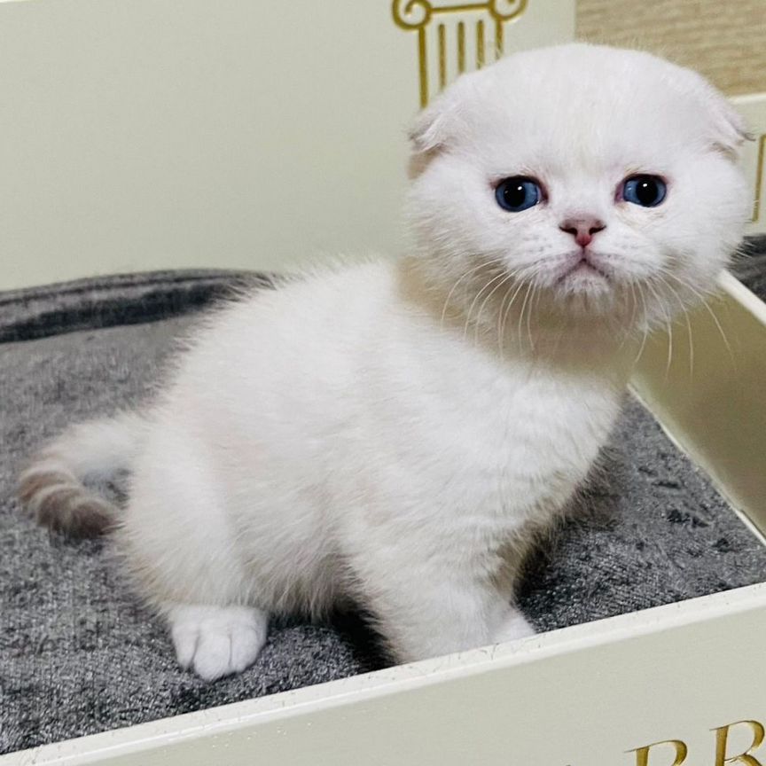 Шотландский вислоухий короткошёрстный котёнок