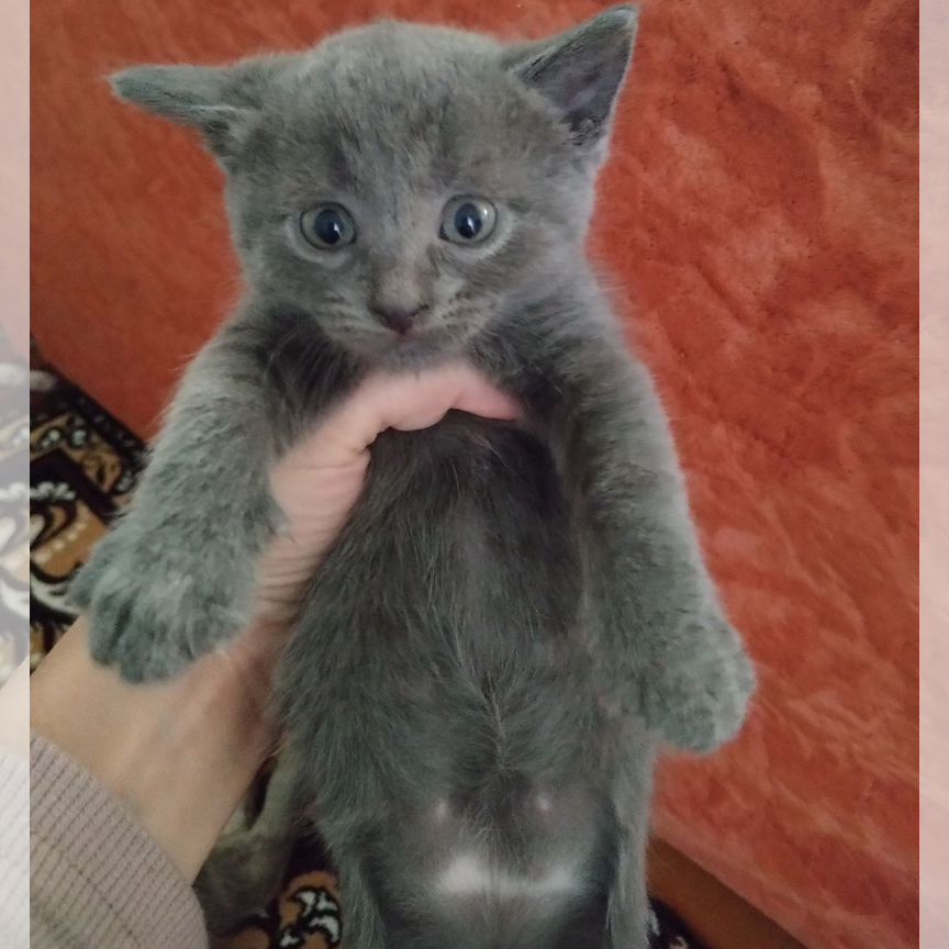 Британский короткошёрстный котёнок