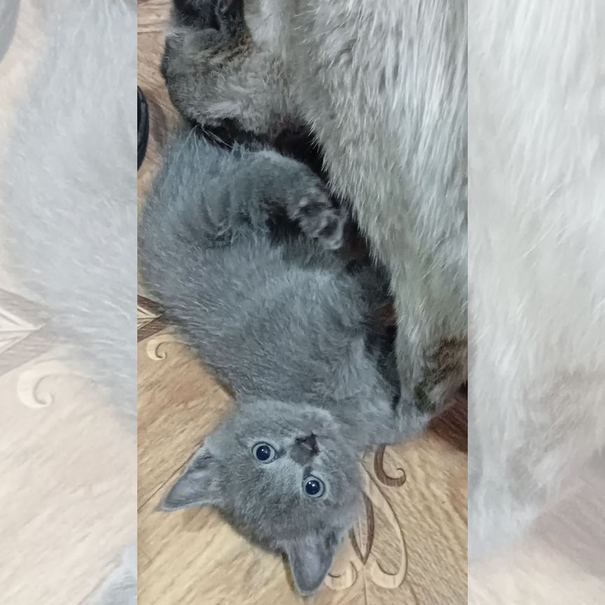 Котёнок в добрые руки