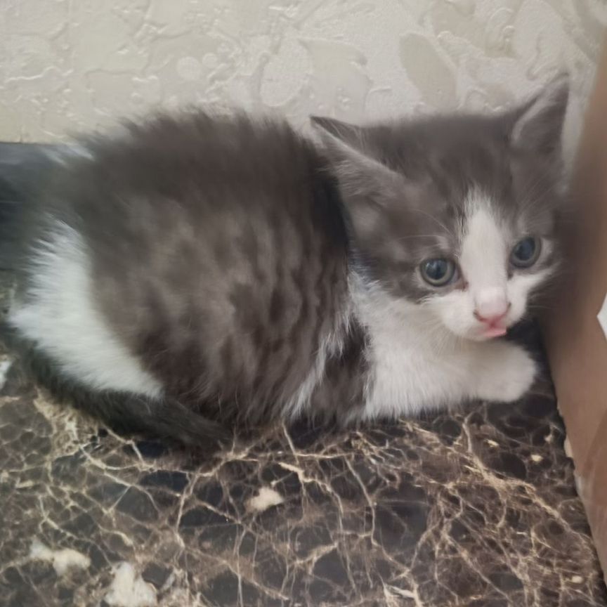 Котёнок в добрые руки
