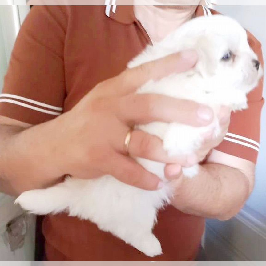 Мальтийская болонка, щенок