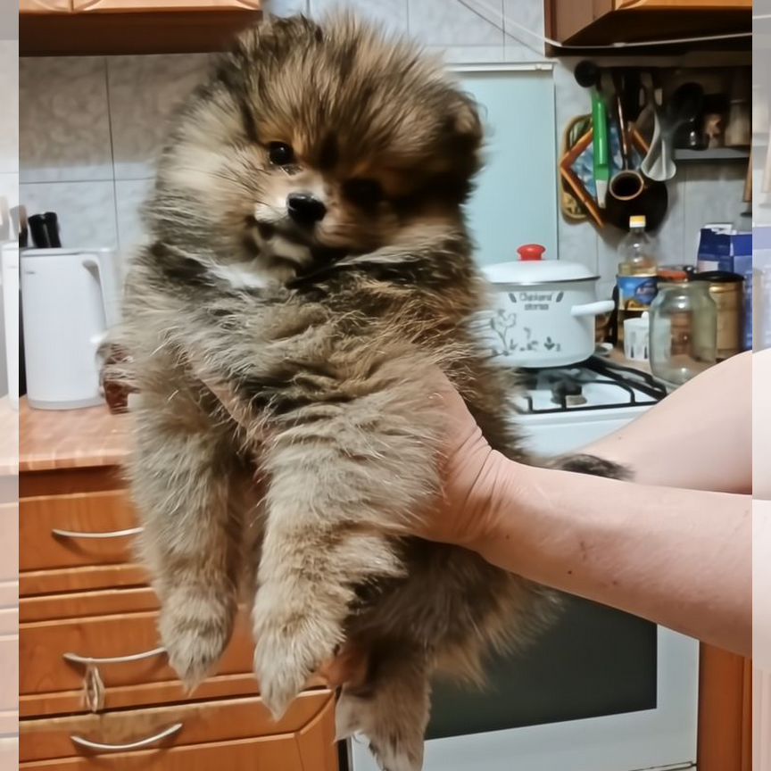 Немецкий шпиц, щенок