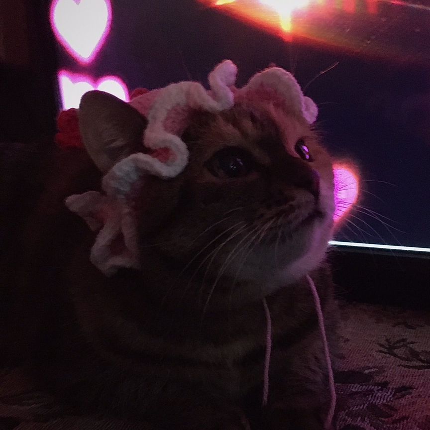 Котья шапочка