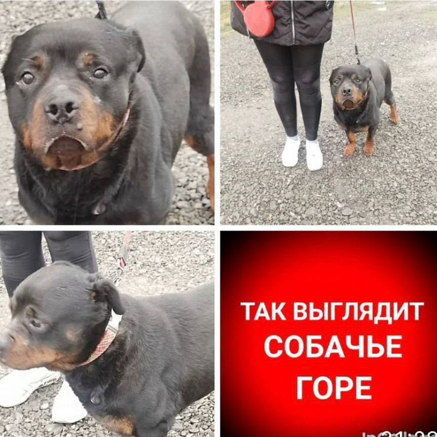 Ротвейлер, взрослая собака