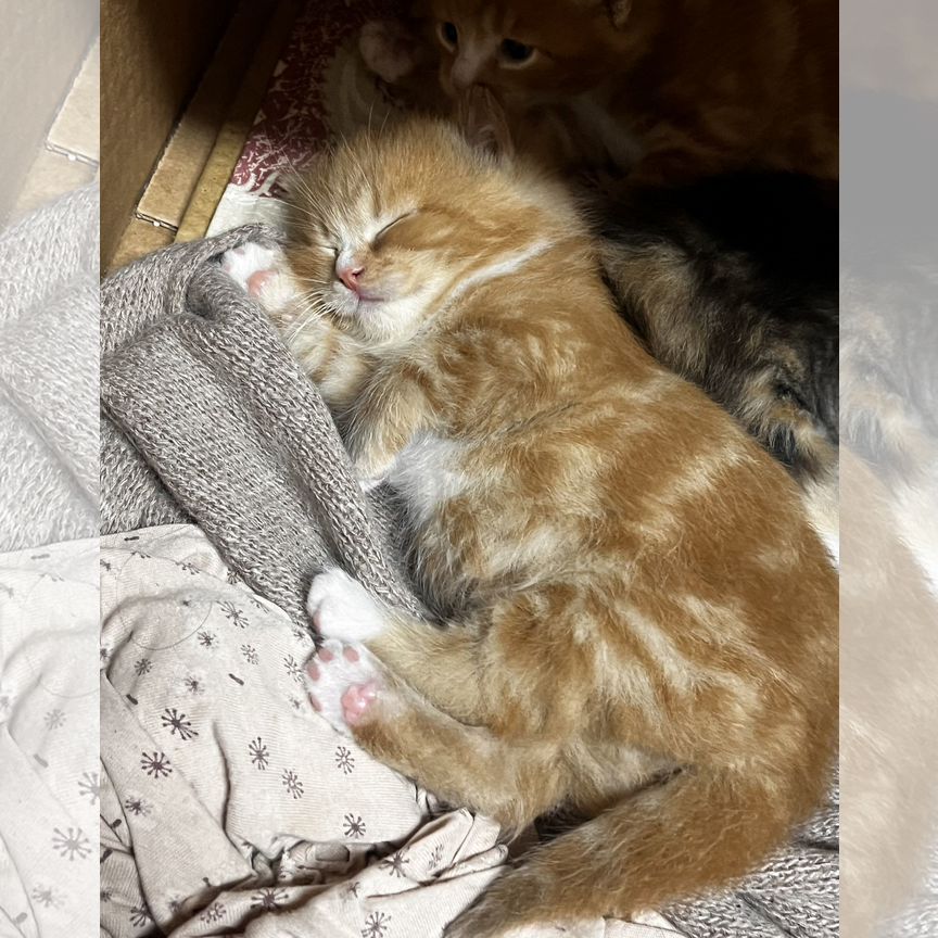 Котёнок в добрые руки