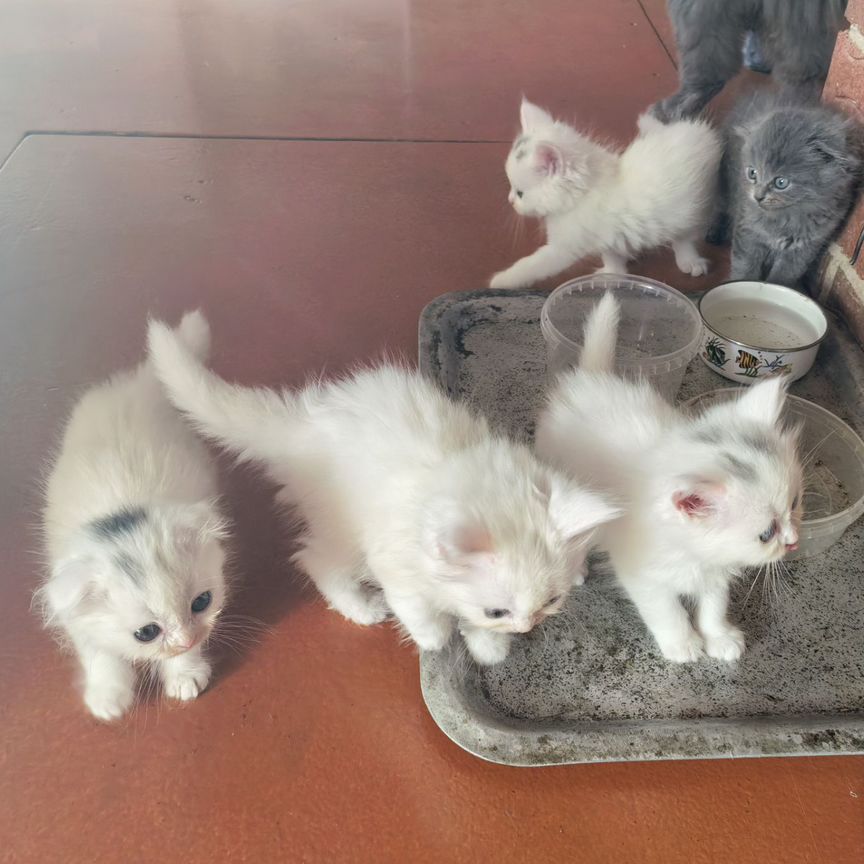 Шотландский вислоухий длинношёрстный котёнок