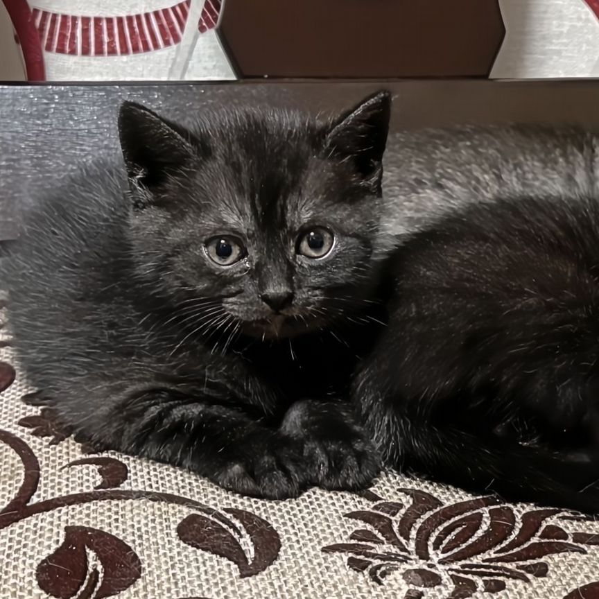 Шотландский вислоухий короткошёрстный котёнок