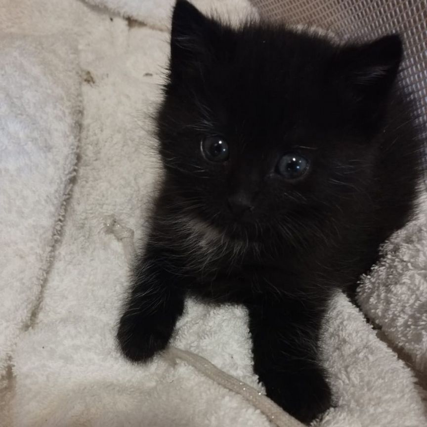 Котёнок в добрые руки