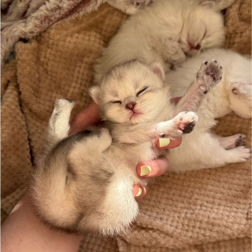 Британский короткошёрстный котёнок