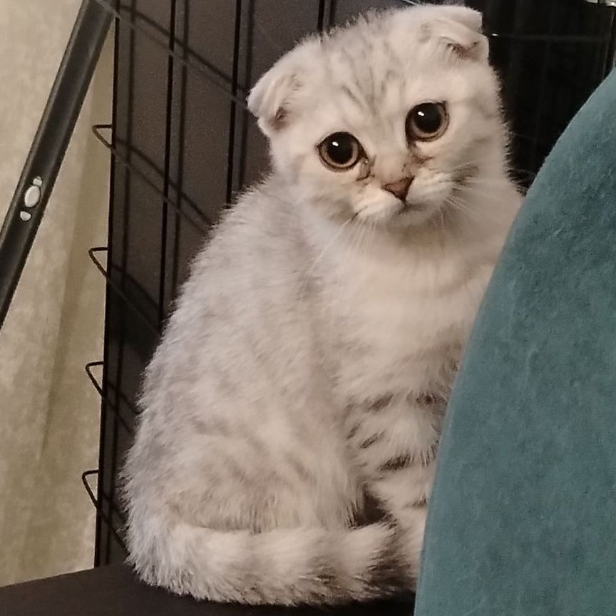 Шотландский вислоухий короткошёрстный котёнок