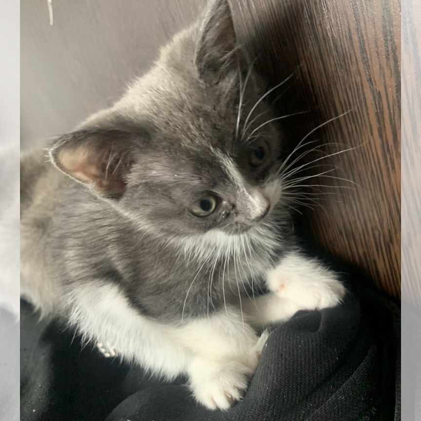 Британский короткошёрстный котёнок