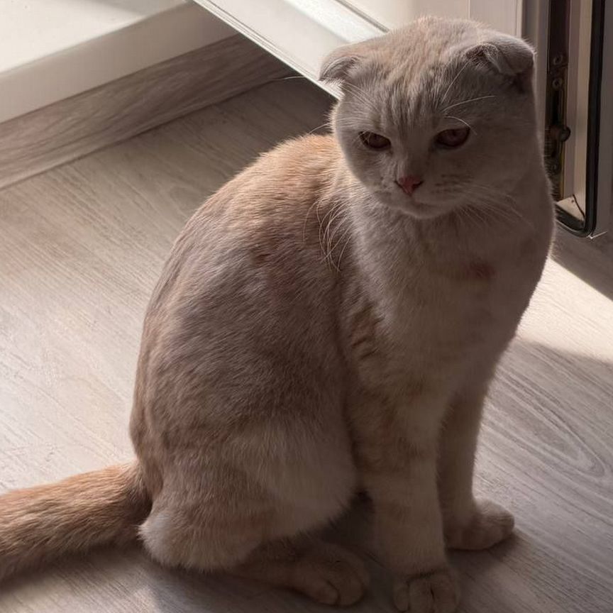 Шотландский вислоухий короткошёрстный, взрослый кот