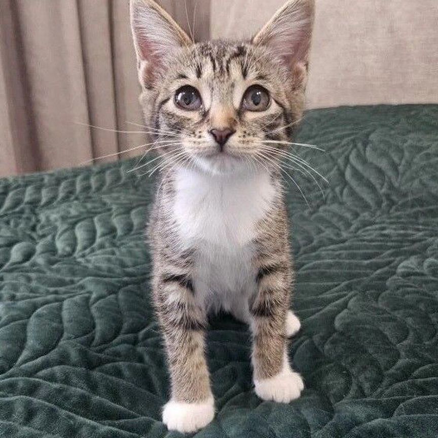 Котёнок в добрые руки