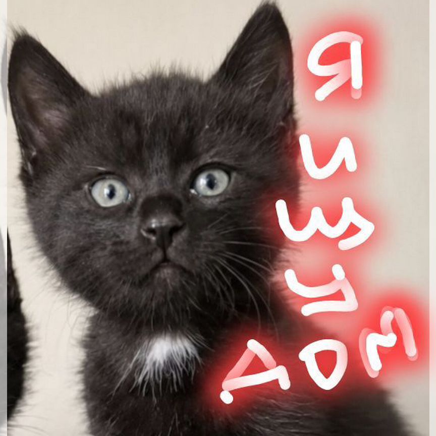 Котёнок в добрые руки