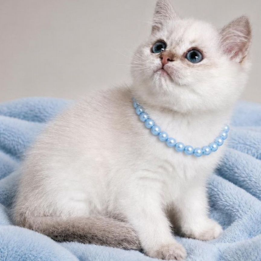 Британский короткошёрстный котёнок