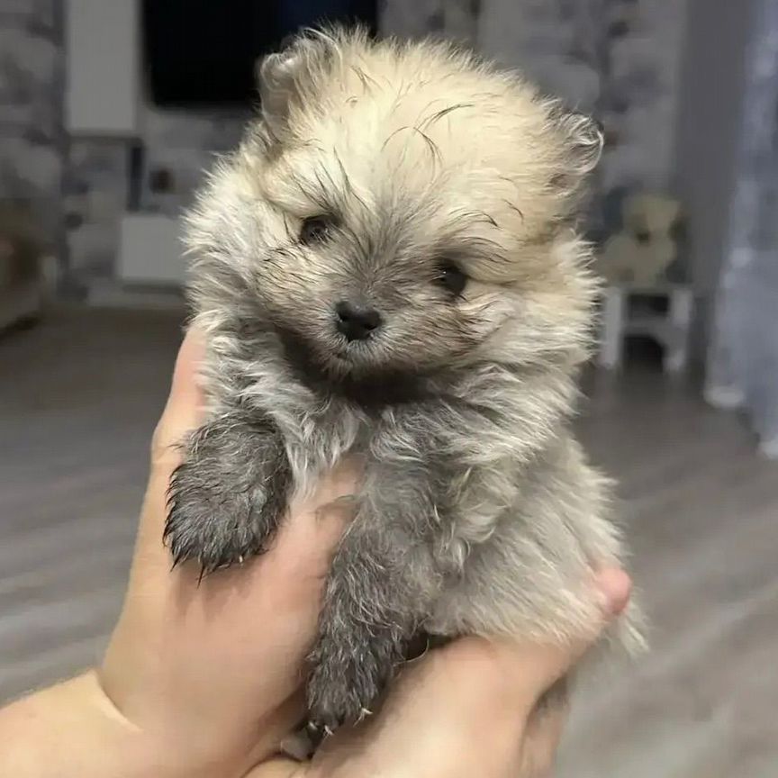 Померанский шпиц, щенок