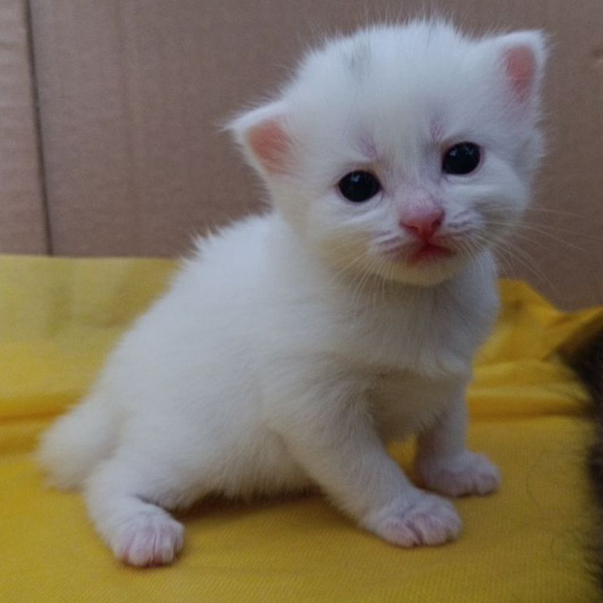 Сибирский котёнок