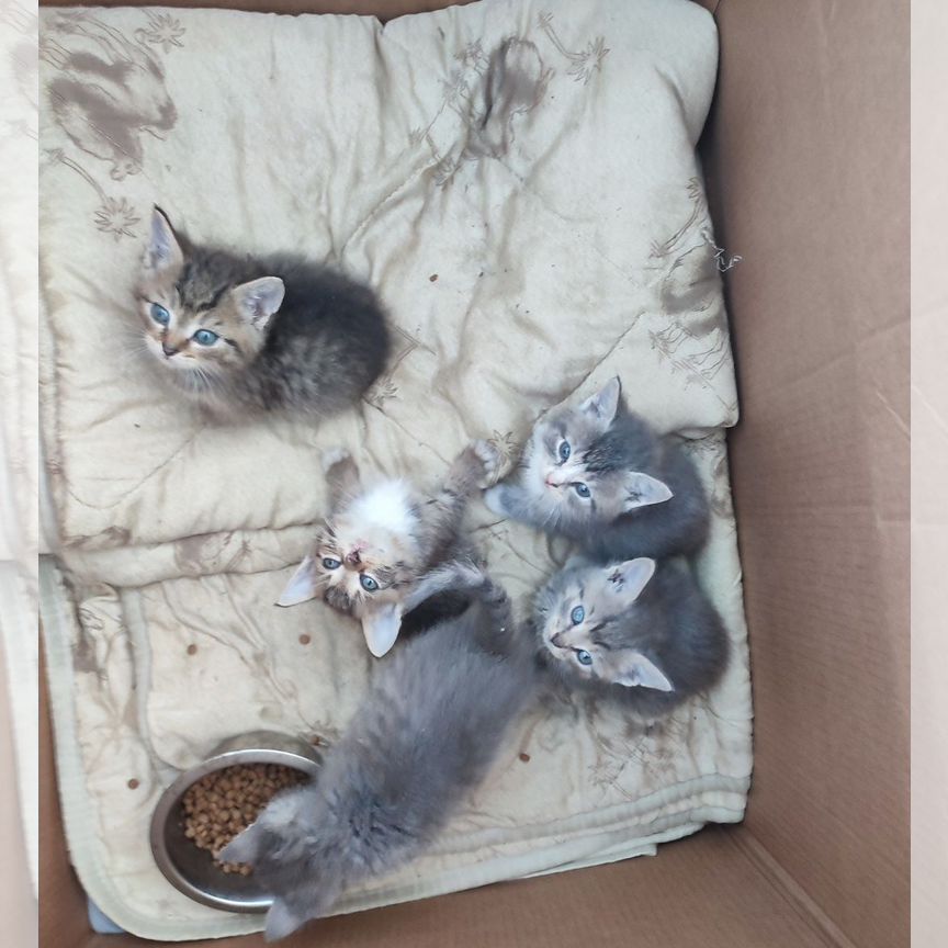 Котёнок в добрые руки