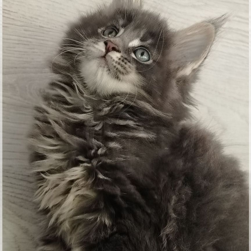 Мейн-кун котёнок