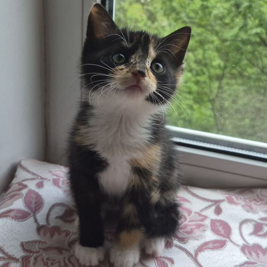 Котёнок в добрые руки