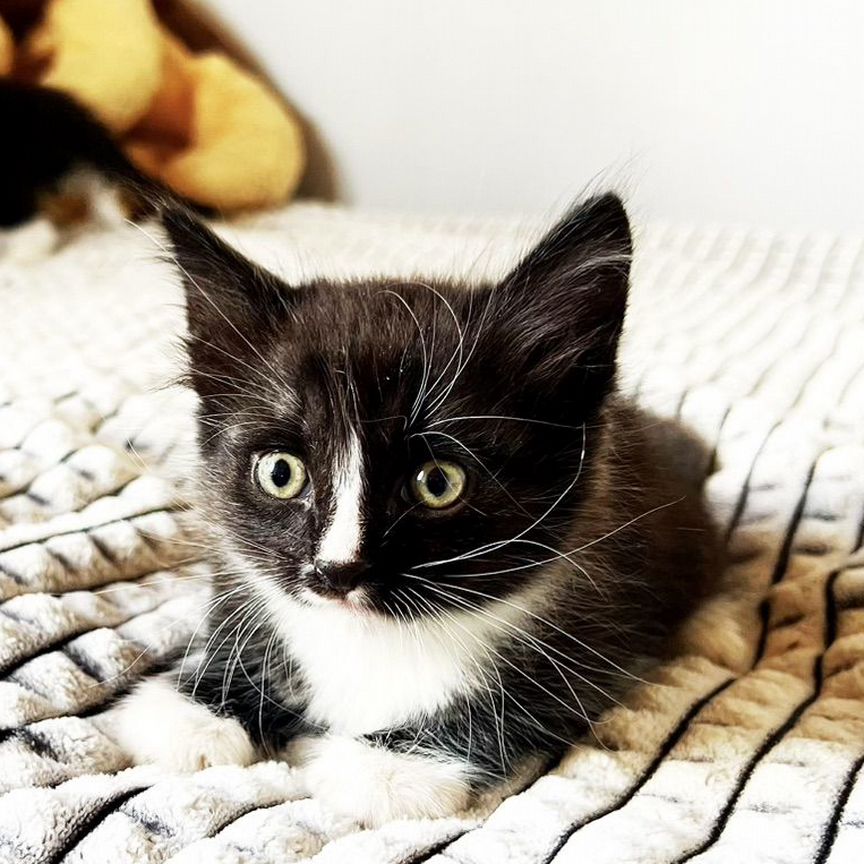 Сибирский котёнок