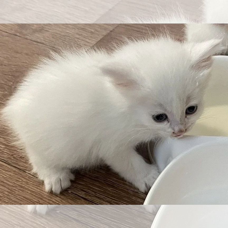 Котёнок в добрые руки
