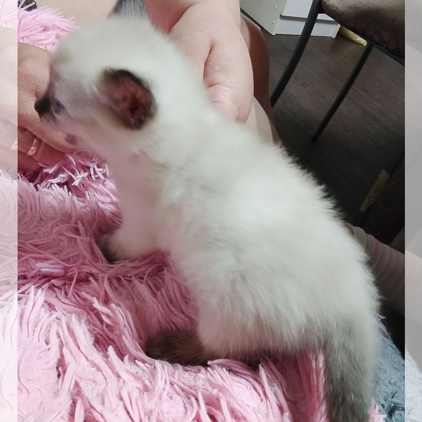 Котёнок в добрые руки