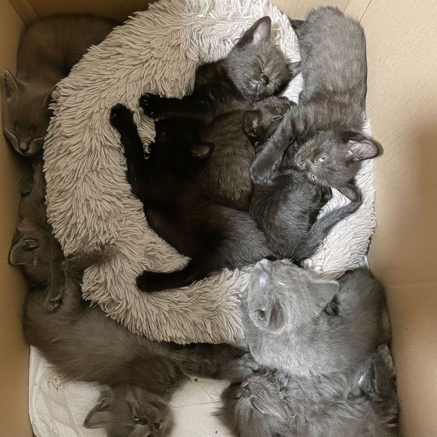 Британский длинношёрстный котёнок