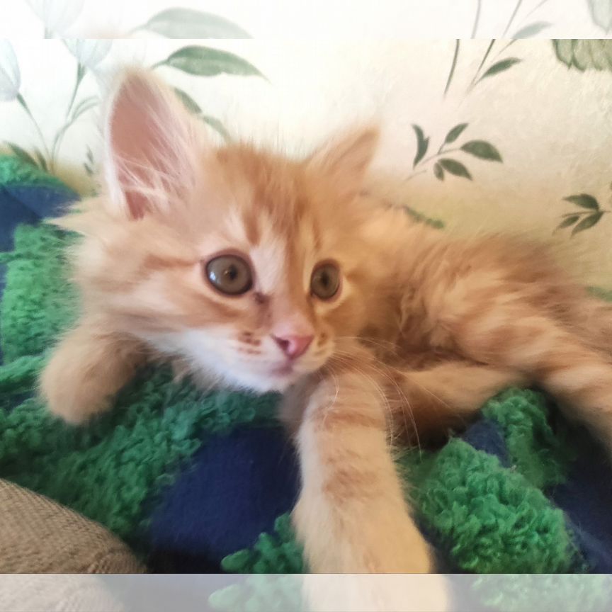 Котёнок в добрые руки