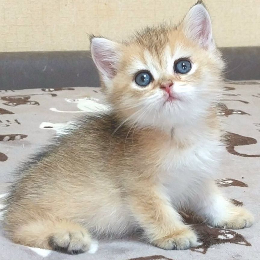 Шотландский прямоухий короткошёрстный котёнок