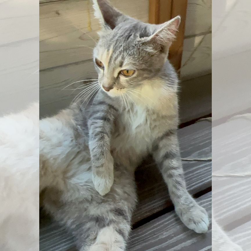 Котёнок в добрые руки