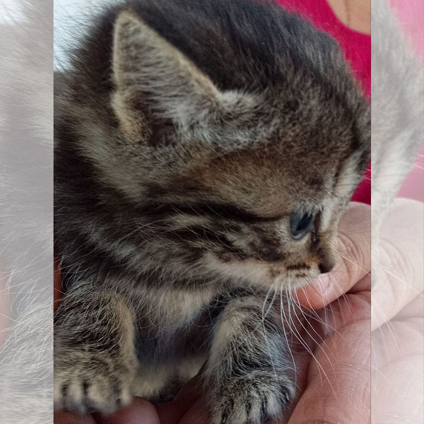 Британский короткошёрстный котёнок
