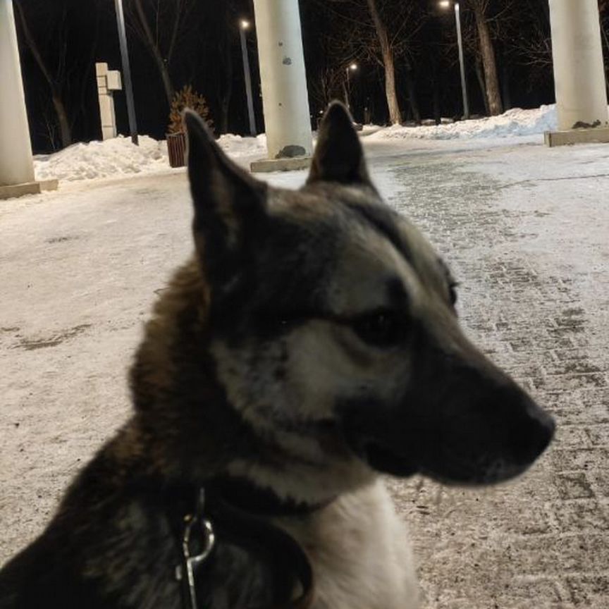 Взрослый пёс в добрые руки