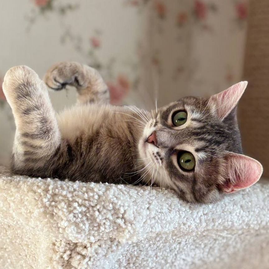 Котёнок в добрые руки