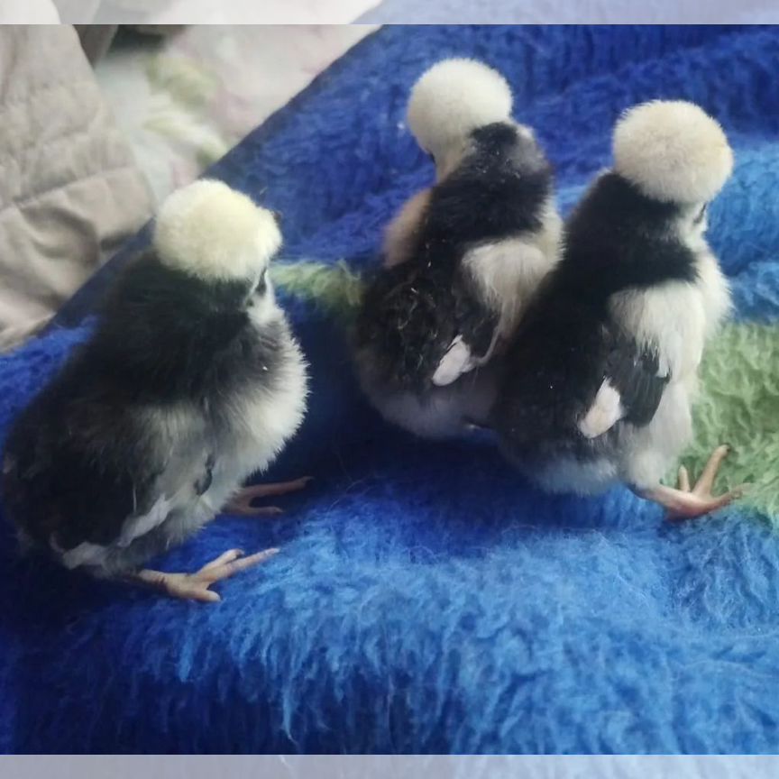 Продам цыплят шёлковых, сизли и голландских белохо