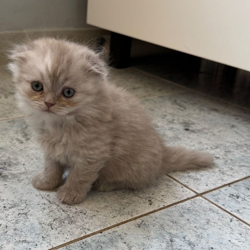 Шотландский вислоухий длинношёрстный котёнок