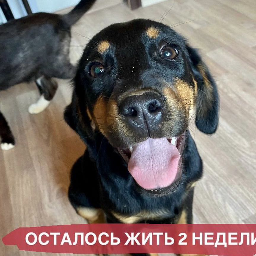 Щенок в добрые руки