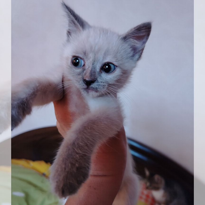 Тайский котёнок