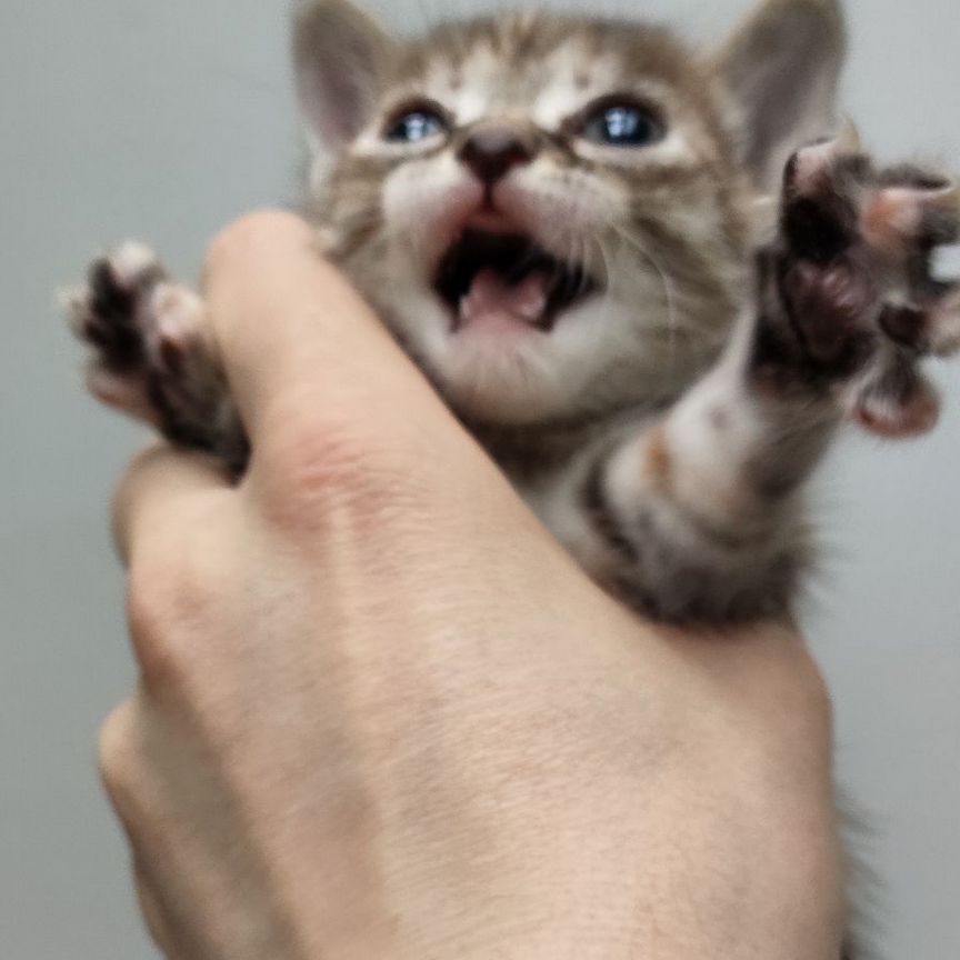 Котёнок в добрые руки