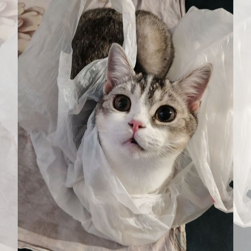Британский короткошёрстный котёнок