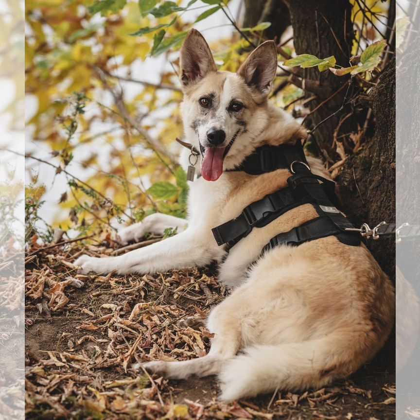 Взрослый пёс в добрые руки