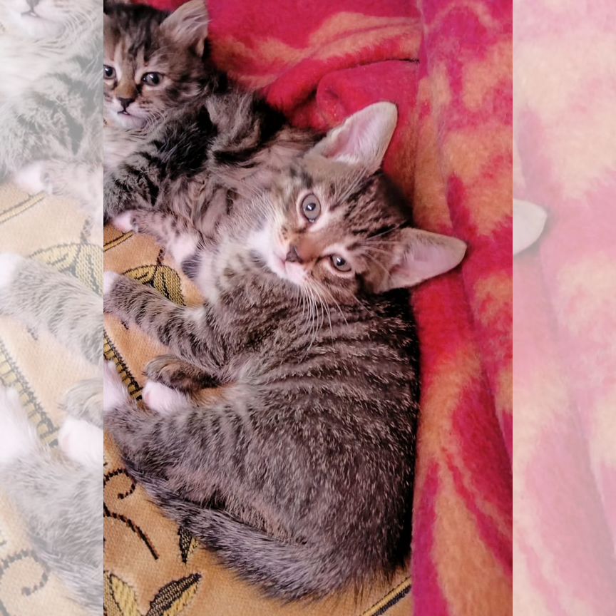 Котёнок в добрые руки