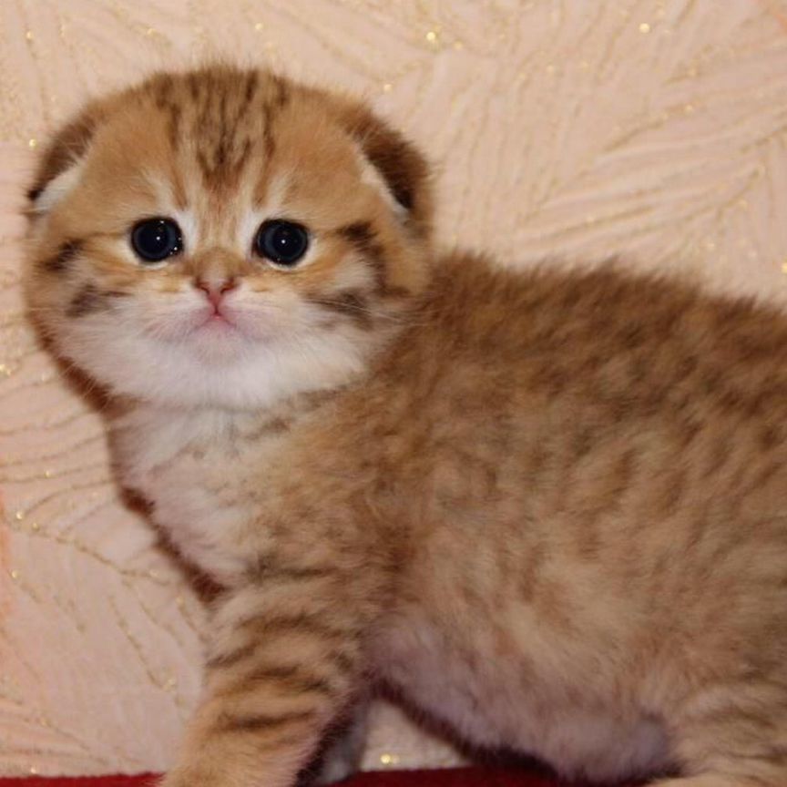 Британский короткошёрстный котёнок