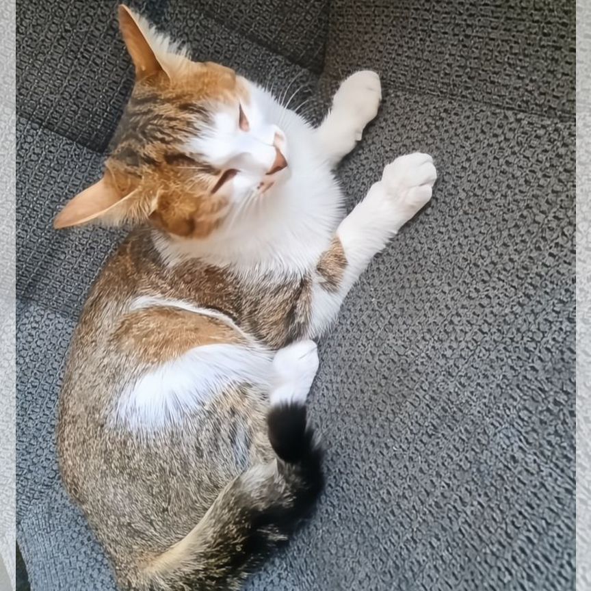 Карельский бобтейл котёнок