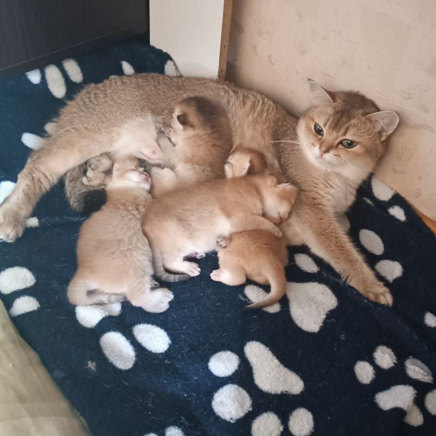 Шотландский прямоухий короткошёрстный котёнок