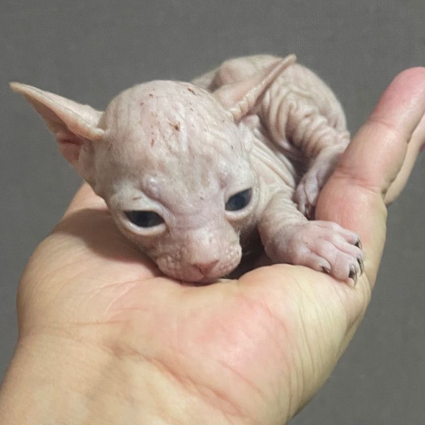 Донской сфинкс котёнок