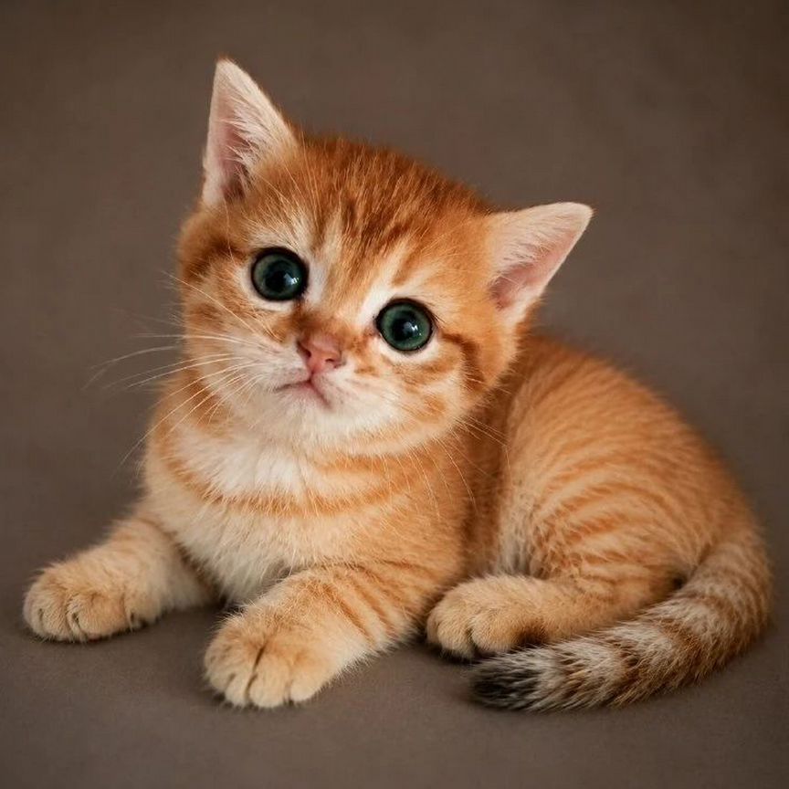 Шотландский прямоухий короткошёрстный котёнок